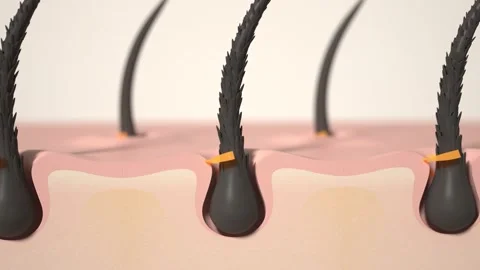 Hair Growth Animation Stock Videos – Royalty-Free HD & 4K Videos | Pond5