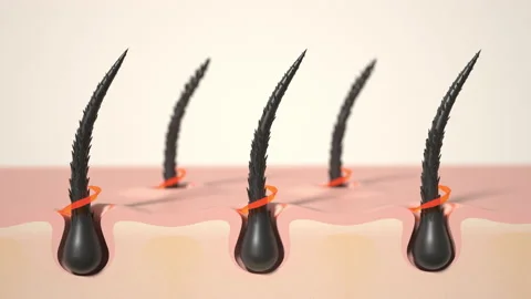 Hair Growth Animation Stock Videos – Royalty-Free HD & 4K Videos | Pond5