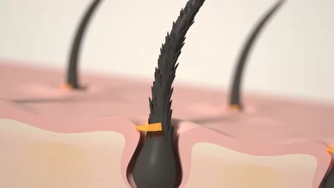 Hair Growth Animation Stock Videos – Royalty-Free HD & 4K Videos | Pond5