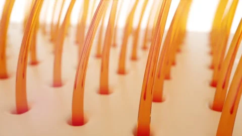 Hair Growth Animation Stock Videos – Royalty-Free HD & 4K Videos | Pond5