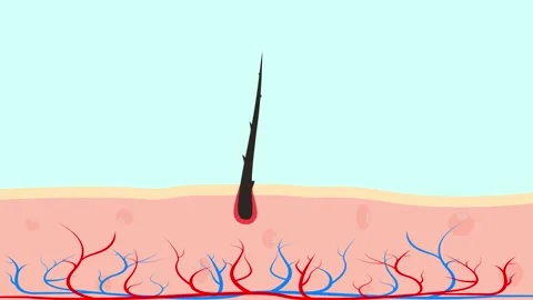 Hair Growth Animation Stock Videos – Royalty-Free HD & 4K Videos | Pond5