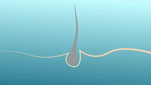 Hair Growth Animation Stock Videos – Royalty-Free HD & 4K Videos | Pond5