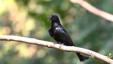 Hair crested drongo bird on a tree branc... | Stock Video | Pond5