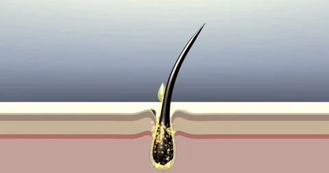 Hair Growth Animation Stock Videos – Royalty-Free HD & 4K Videos | Pond5