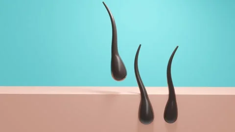 Hair Loss Animation Stock Videos – Royalty-Free HD & 4K Videos | Pond5