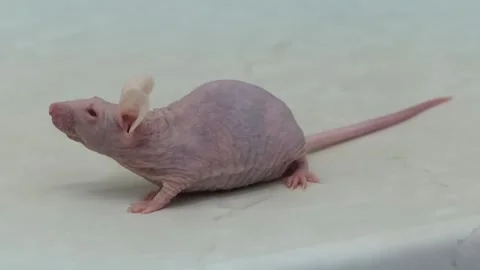 Hairless Laboratory Mouse | Stock Video | Pond5