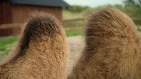 Hairy Camel Humps filmed in a Zoo. Close... | Stock Video | Pond5