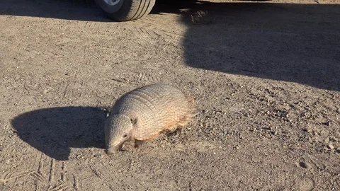 Armadillos Stock Video Footage | Royalty Free Armadillos Videos | Pond5