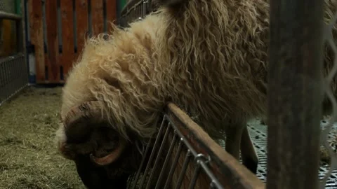 Hairy Ram Sheep Eating Feed in Barn | Stock Video | Pond5