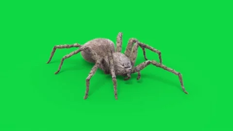 Hairy Spider Green Screen Idle Loop Real... | Stock Video | Pond5