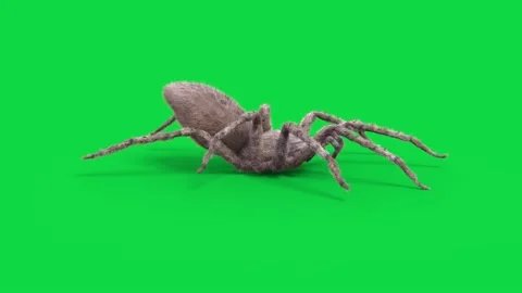 Hairy Spider Green Screen Runcycle Loop ... | Stock Video | Pond5