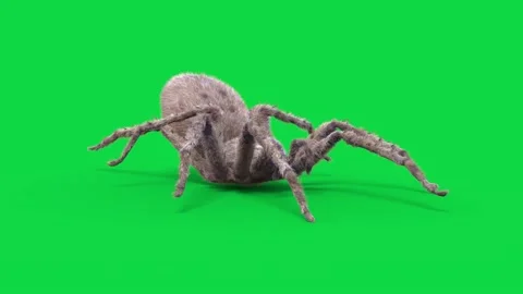 Hairy Spider Green Screen Runcycle Loop ... | Stock Video | Pond5