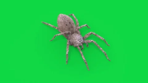 Hairy Spider Green Screen Runcycle Loop ... | Stock Video | Pond5