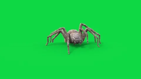 Spider 3D Stock Videos – Royalty-Free HD & 4K Videos