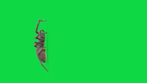 Spider Green Green Screen Stock Video Footage | Royalty Free Spider ...