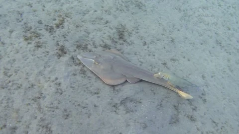 Halavi ray swimming over seabed. Shoveln... | Stock Video | Pond5