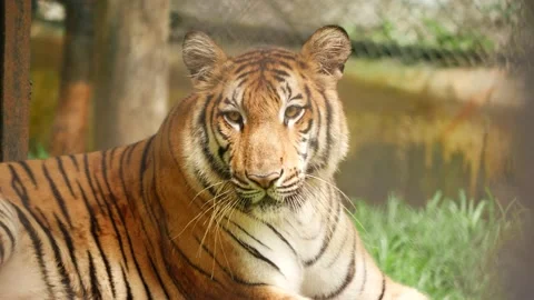 Half body front view Tiger | Stock Video | Pond5