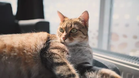 Make It Stay Stock Videos – Royalty-Free HD & 4K Videos | Pond5