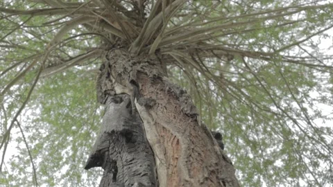 Half Burnt Tree | Stock Video | Pond5