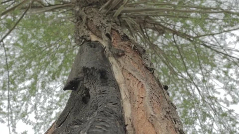 Half Burnt Tree | Stock Video | Pond5