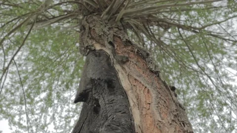 Burnt Tree Stock Video Footage | Royalty Free Burnt Tree Videos | Pond5