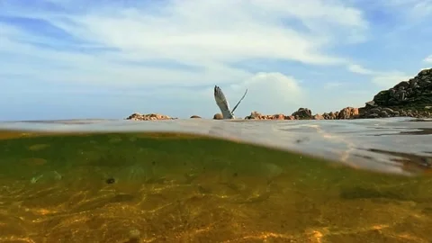 Half underwater view of seagull bird fly... | Stock Video | Pond5