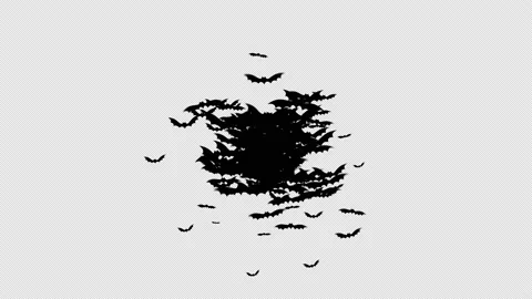 Bats Bat Transition Stock Videos – Royalty-Free HD & 4K Videos