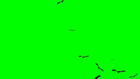 Bats Flying Green Screen Stock Video Footage | Royalty Free Bats Flying ...