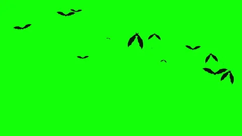 Halloween Bats Flying on Green Screen | Stock Video | Pond5