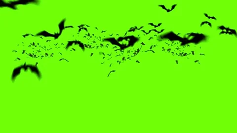 Bats Flying Green Screen Stock Video Footage | Royalty Free Bats Flying ...