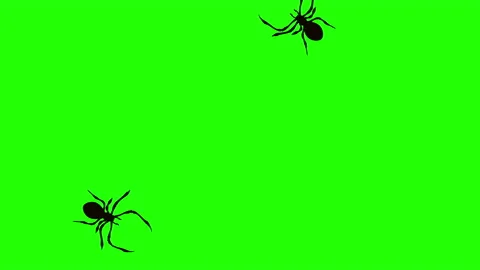 Halloween black spiders animation on a g... | Stock Video | Pond5