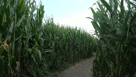Maze Pov Stock Videos – Royalty-Free HD & 4K Videos | Pond5