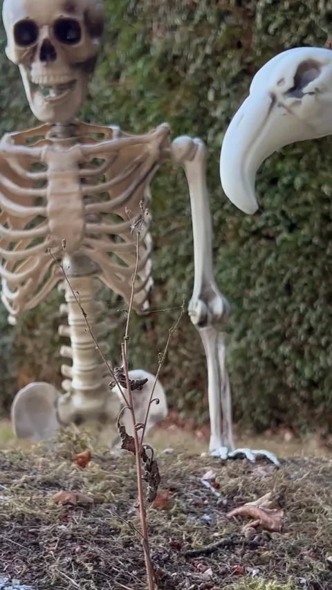 Dead An Walk Stock Videos – Royalty-Free HD & 4K Videos | Pond5