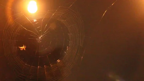 HALLOWEEN Huge Spider Builds Web in Oran... | Stock Video | Pond5