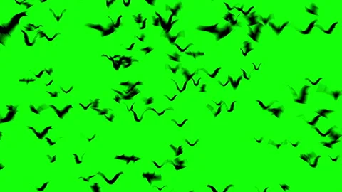 Halloween Vampire Bats On Green Screen B... | Stock Video | Pond5