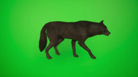 Wolf Running Green Screen Stock Footage ~ Royalty Free Stock Videos | Pond5