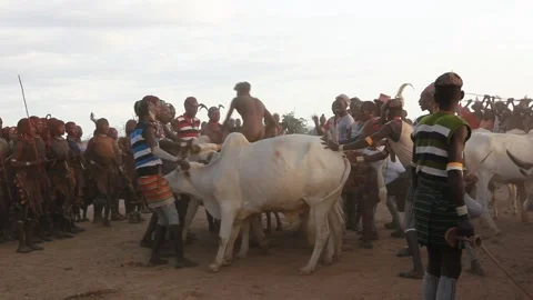 Bull Jumping Ceremony Stock Video Footage | Royalty Free Bull Jumping ...