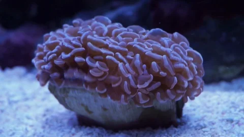 Hammer Coral in a home Reef Aquarium | Stock Video | Pond5