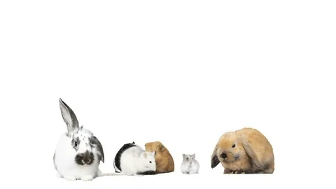 hamster and a rabbit and rat on a white ... | Stock Video | Pond5