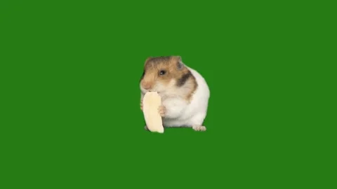 hamster eating cheese on green screen | Stock Video | Pond5