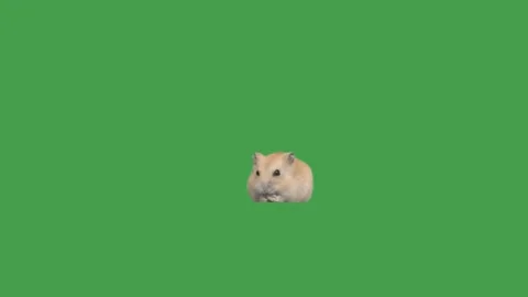 hamster eating on a green screen | Stock Video | Pond5