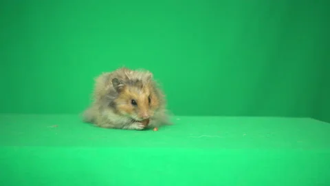 Hamster Greenscreen Stock Footage ~ Royalty Free Stock Videos | Pond5