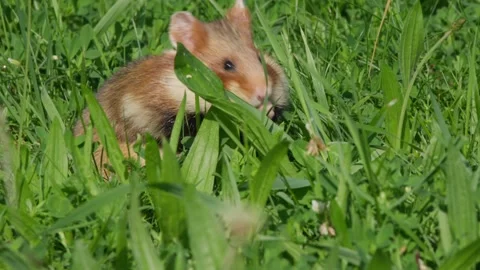Wild Hamster Stock Videos – Royalty-Free HD & 4K Videos | Pond5