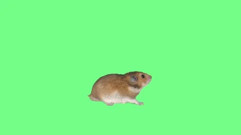 Hamster Greenscreen Stock Footage ~ Royalty Free Stock Videos | Pond5