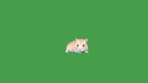 hamster on a green screen | Stock Video | Pond5
