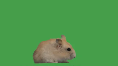 Hamster Greenscreen Stock Footage ~ Royalty Free Stock Videos | Pond5