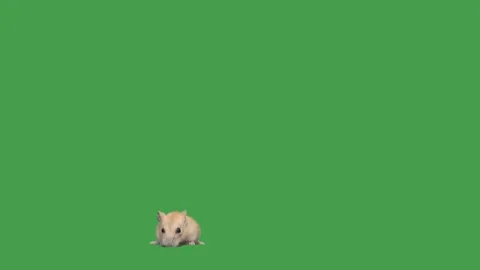 Hamster Screen Green Stock Footage ~ Royalty Free Stock Videos | Pond5
