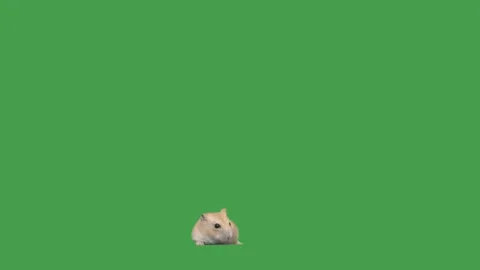 Hamster Screen Green Stock Footage ~ Royalty Free Stock Videos | Pond5