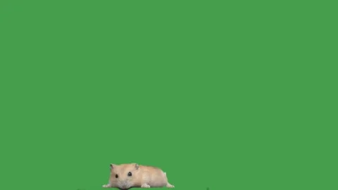 Hamster Screen Green Stock Footage ~ Royalty Free Stock Videos | Pond5