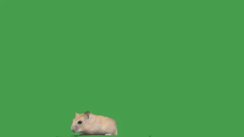 hamster on a green screen | Stock Video | Pond5